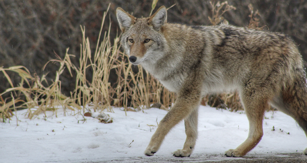 Coyotes | Saskatoon.ca