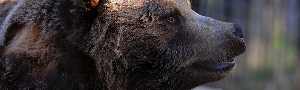 Saskatoon Forestry Farm Park & Zoo | Saskatoon.ca