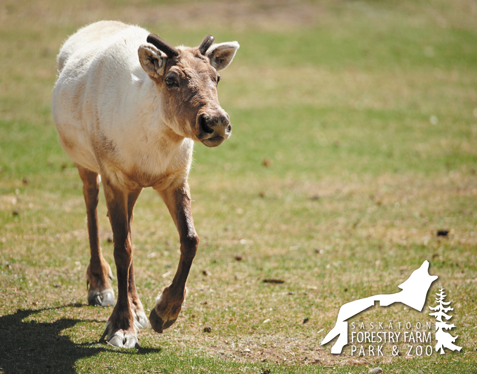 Saskatoon Forestry Farm Park & Zoo | Saskatoon.ca