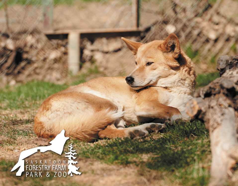 Saskatoon Forestry Farm Park & Zoo | Saskatoon.ca