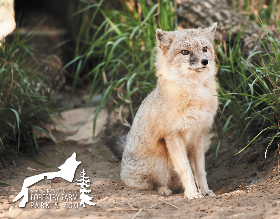 Saskatoon Forestry Farm Park & Zoo | Saskatoon.ca