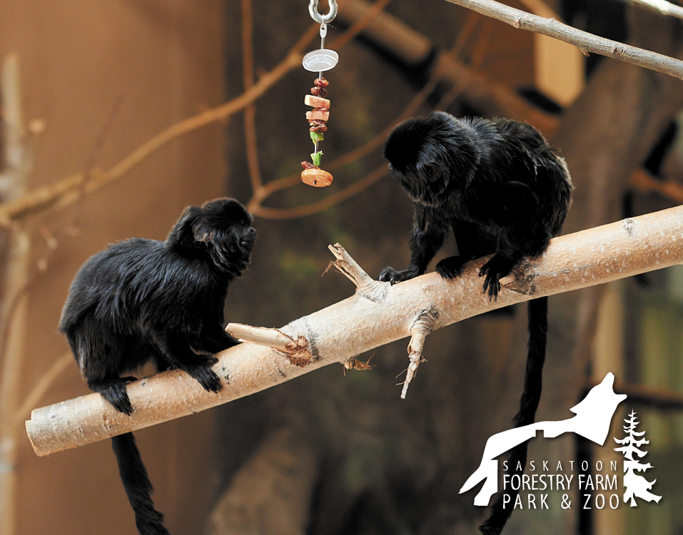 Saskatoon Forestry Farm Park & Zoo | Saskatoon.ca