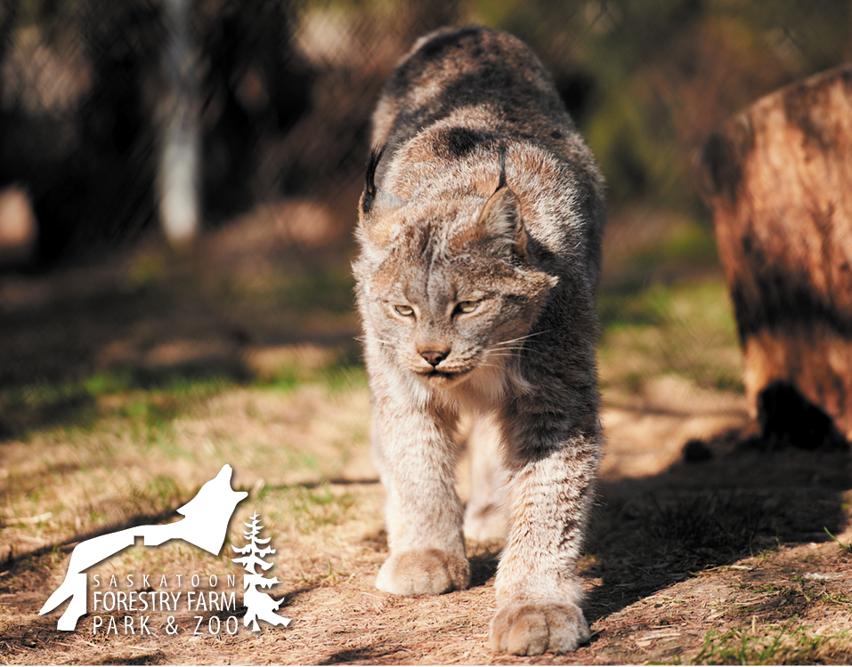 Saskatoon Forestry Farm Park & Zoo | Saskatoon.ca