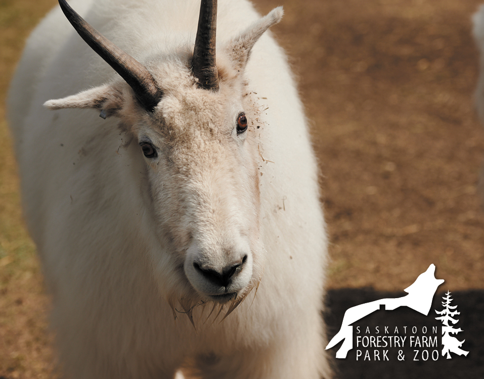 Saskatoon Forestry Farm Park & Zoo | Saskatoon.ca