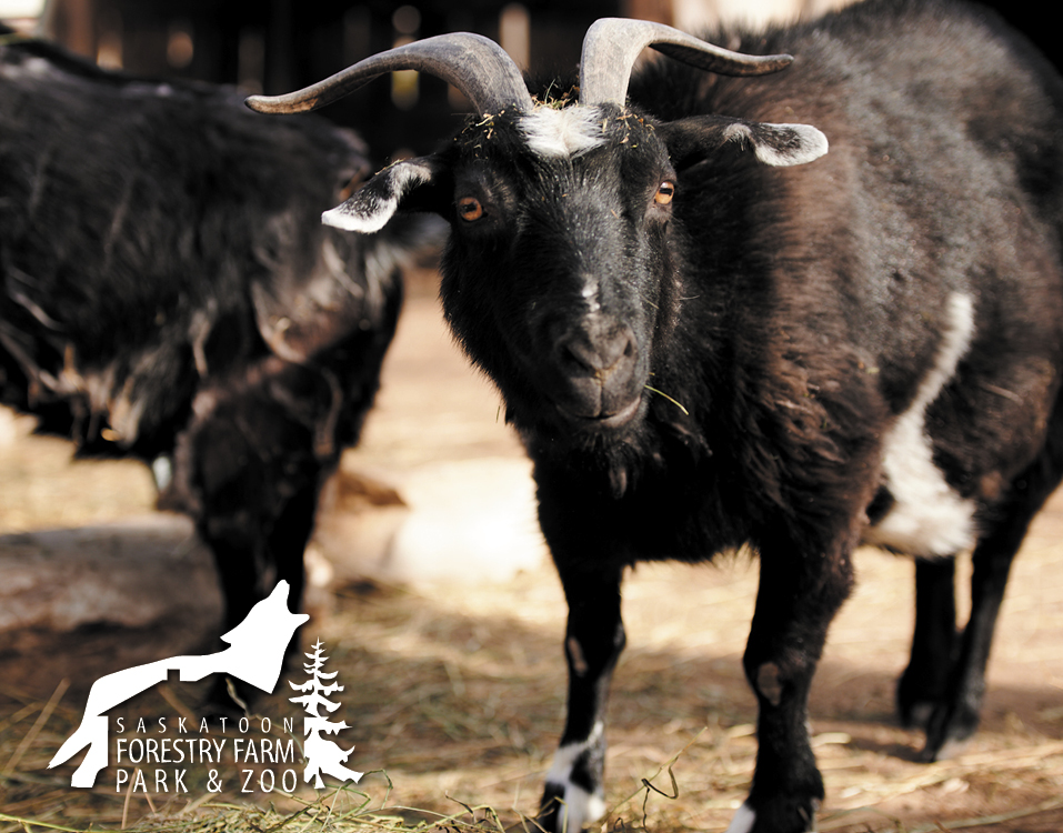Saskatoon Forestry Farm Park & Zoo | Saskatoon.ca