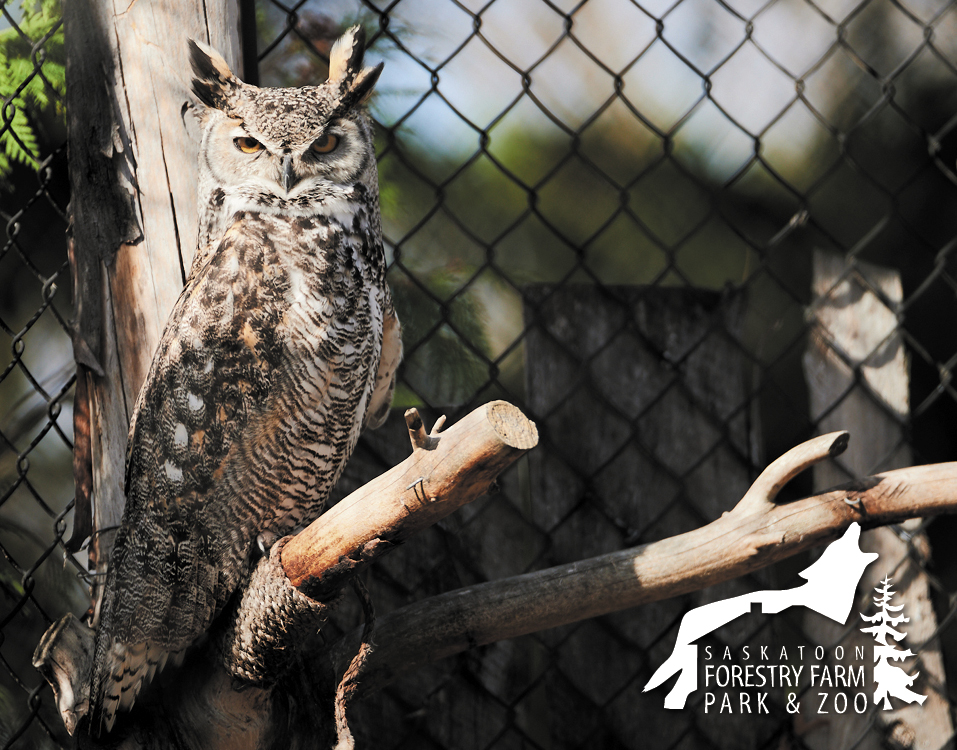 Saskatoon Forestry Farm Park & Zoo | Saskatoon.ca