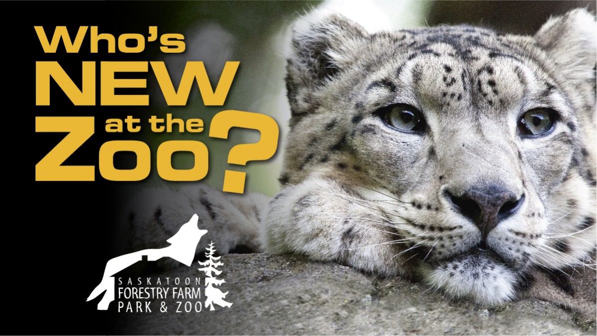 Saskatoon Forestry Farm Park & Zoo | Saskatoon.ca