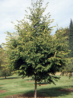 Tree Species Selection - New Neighbourhoods | Saskatoon.ca
