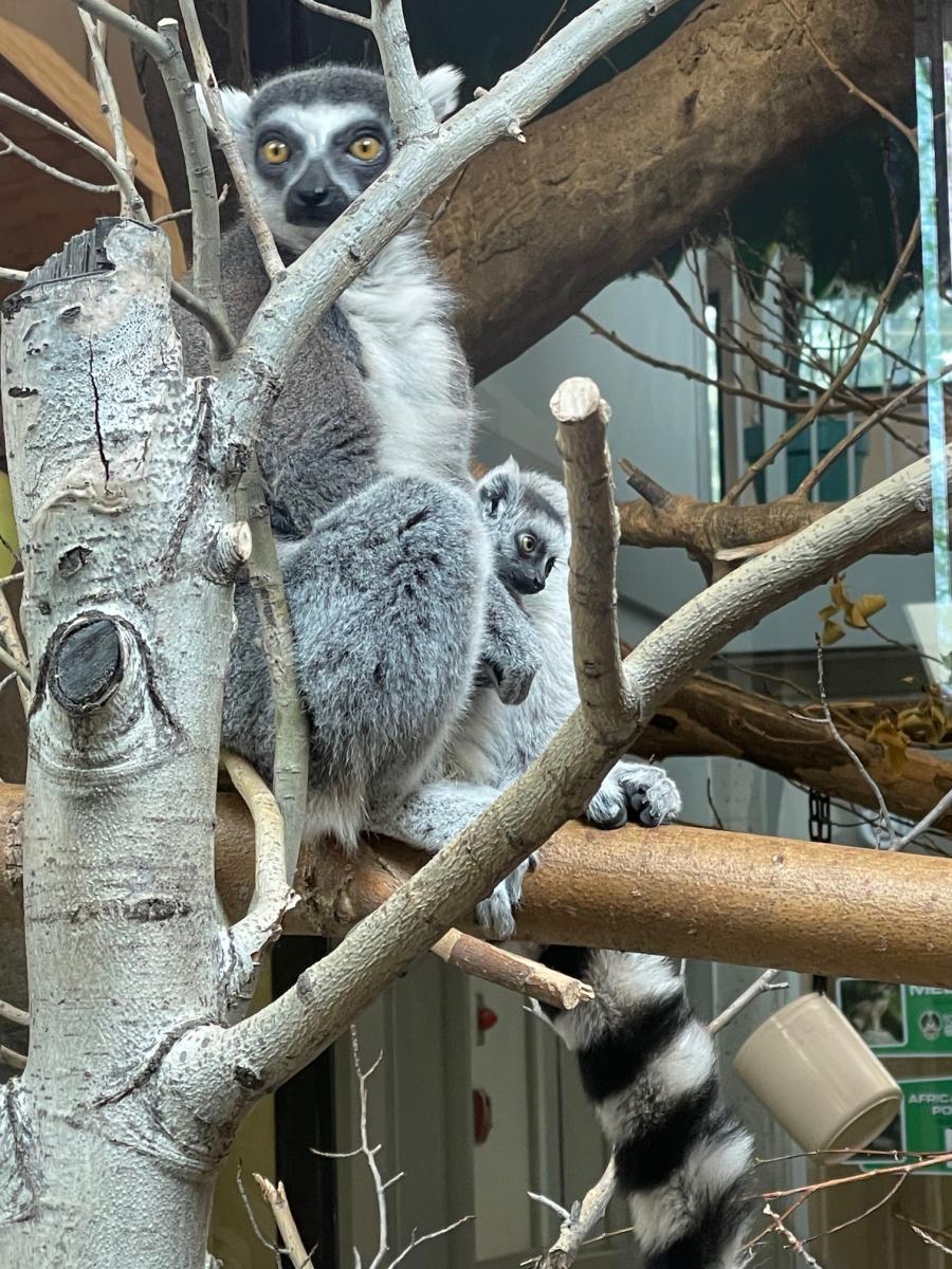 Saskatoon Forestry Farm Park & Zoo | Saskatoon.ca