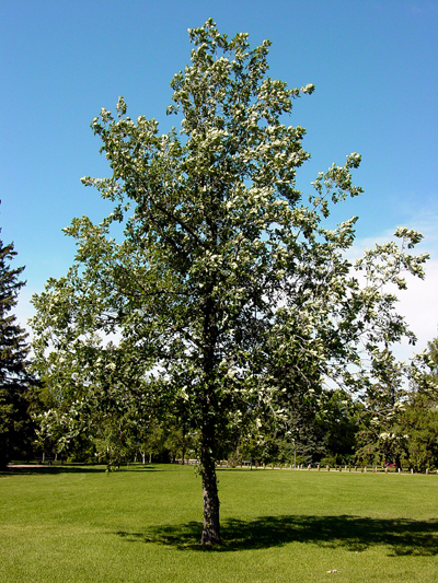 Request A Tree | Saskatoon.ca