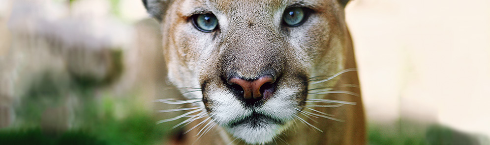 Saskatoon Forestry Farm Park & Zoo | Saskatoon.ca